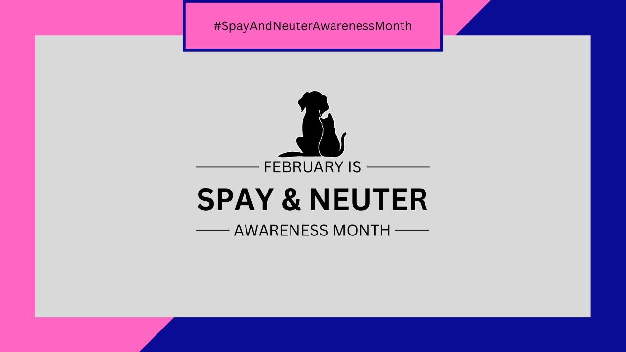 Spay and Neuter Awareness Month Fundraiser