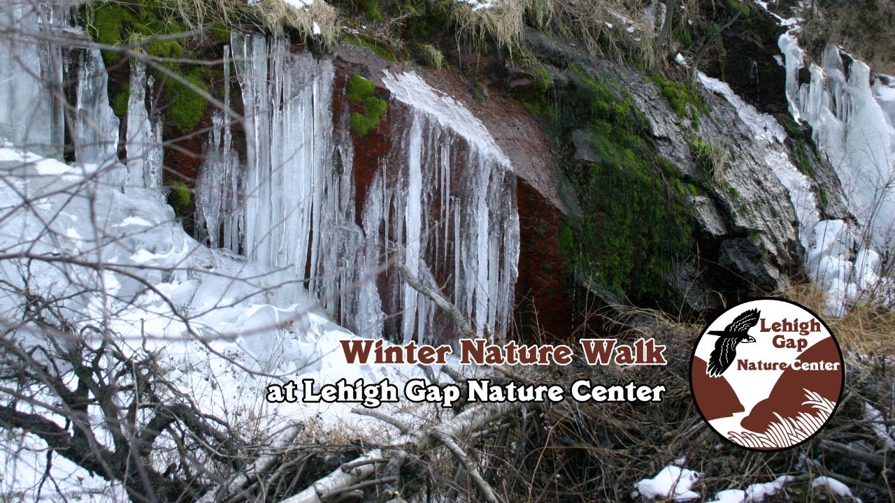 Winter Nature Walk