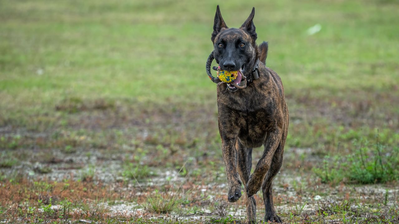 Understanding K9 Drive for Search and Rescue