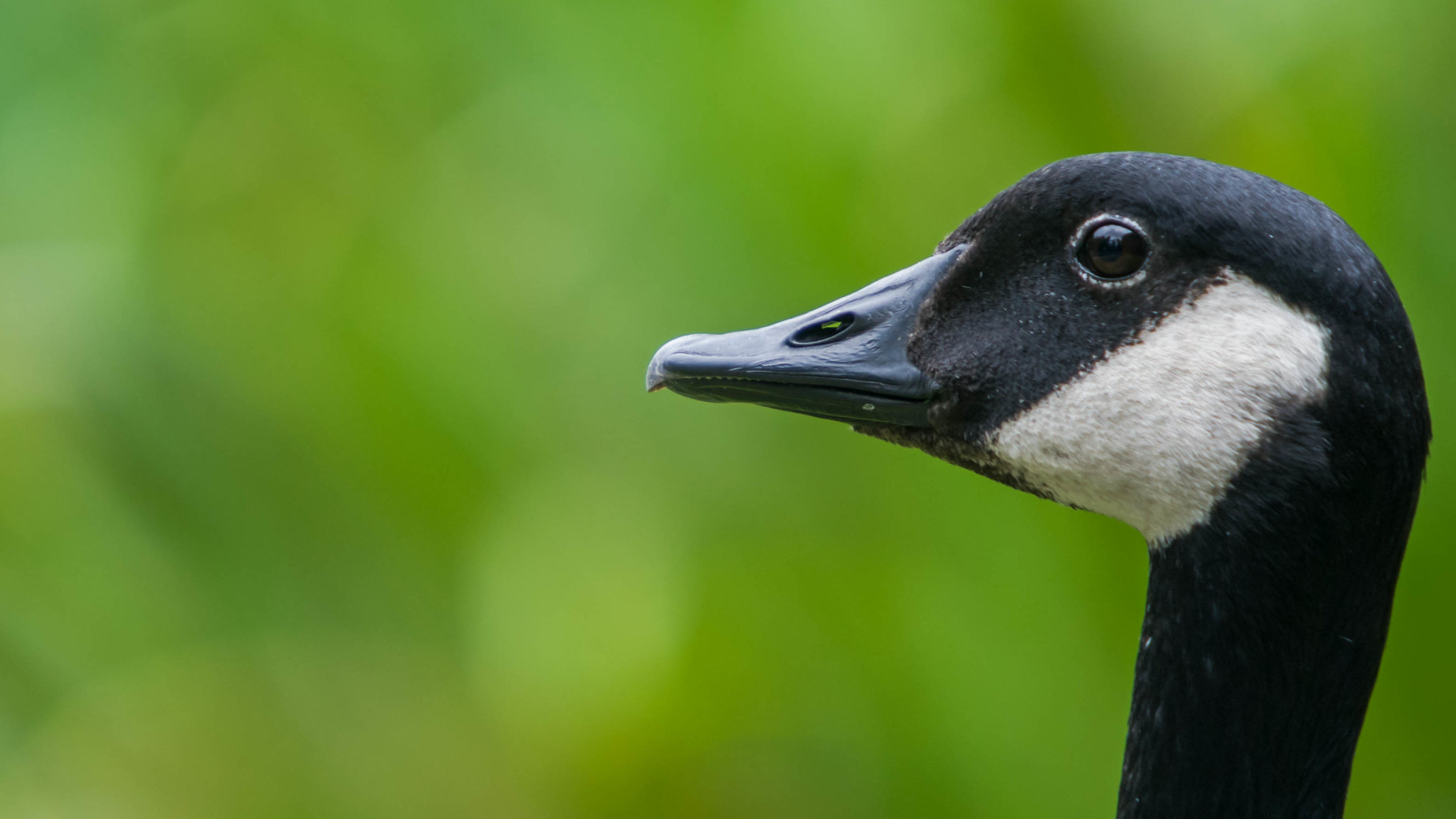 Goose Body Language (April 27, 2023)