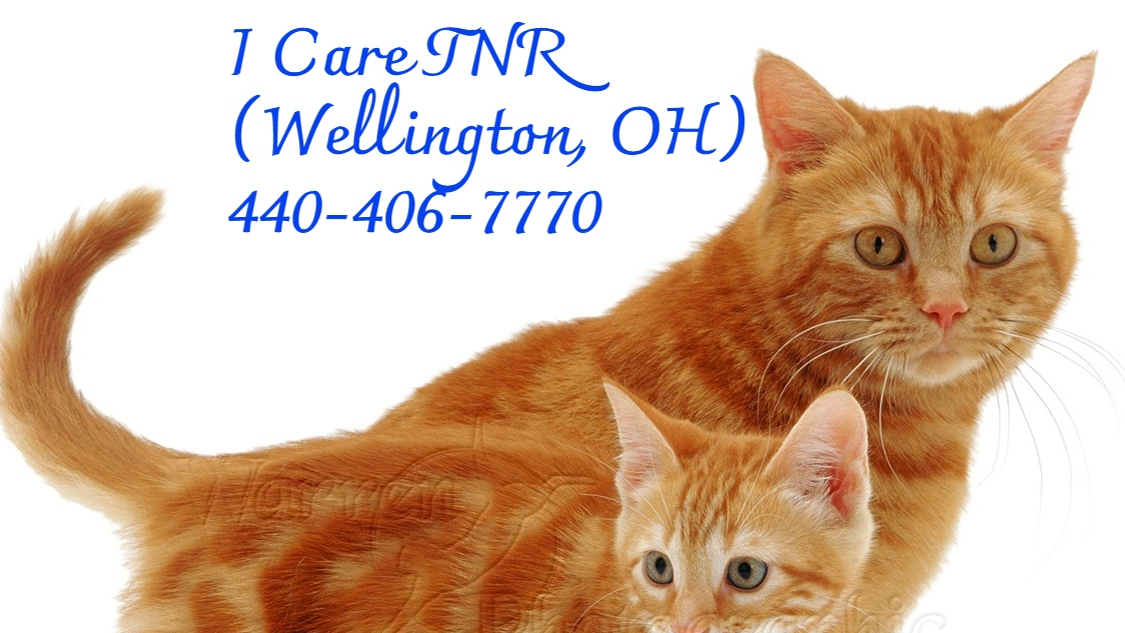 i-care-tnr-wellington-ohio-50-50-raffle